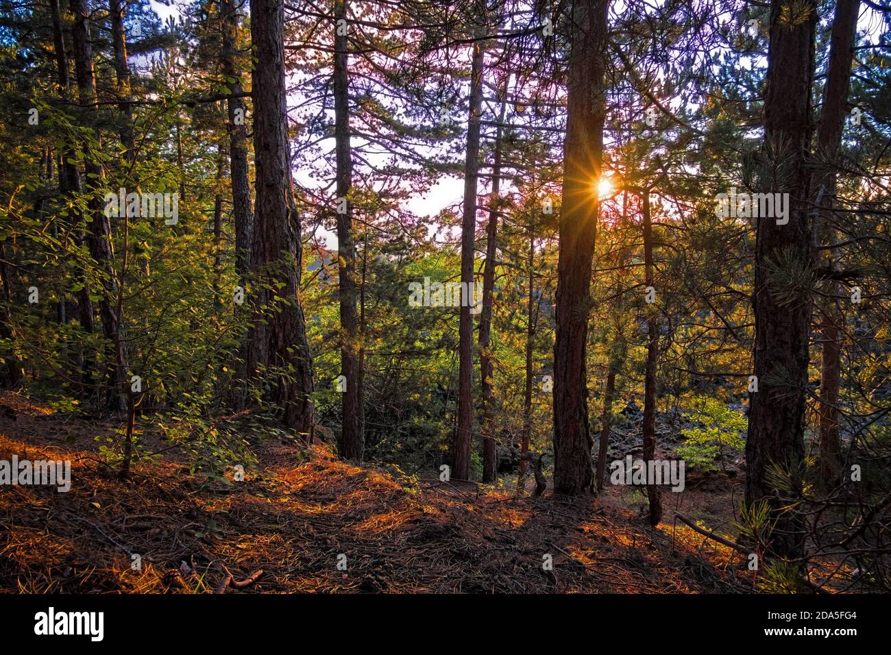 Coniferous broad leaved mixed forest hi-res stock photography and ...