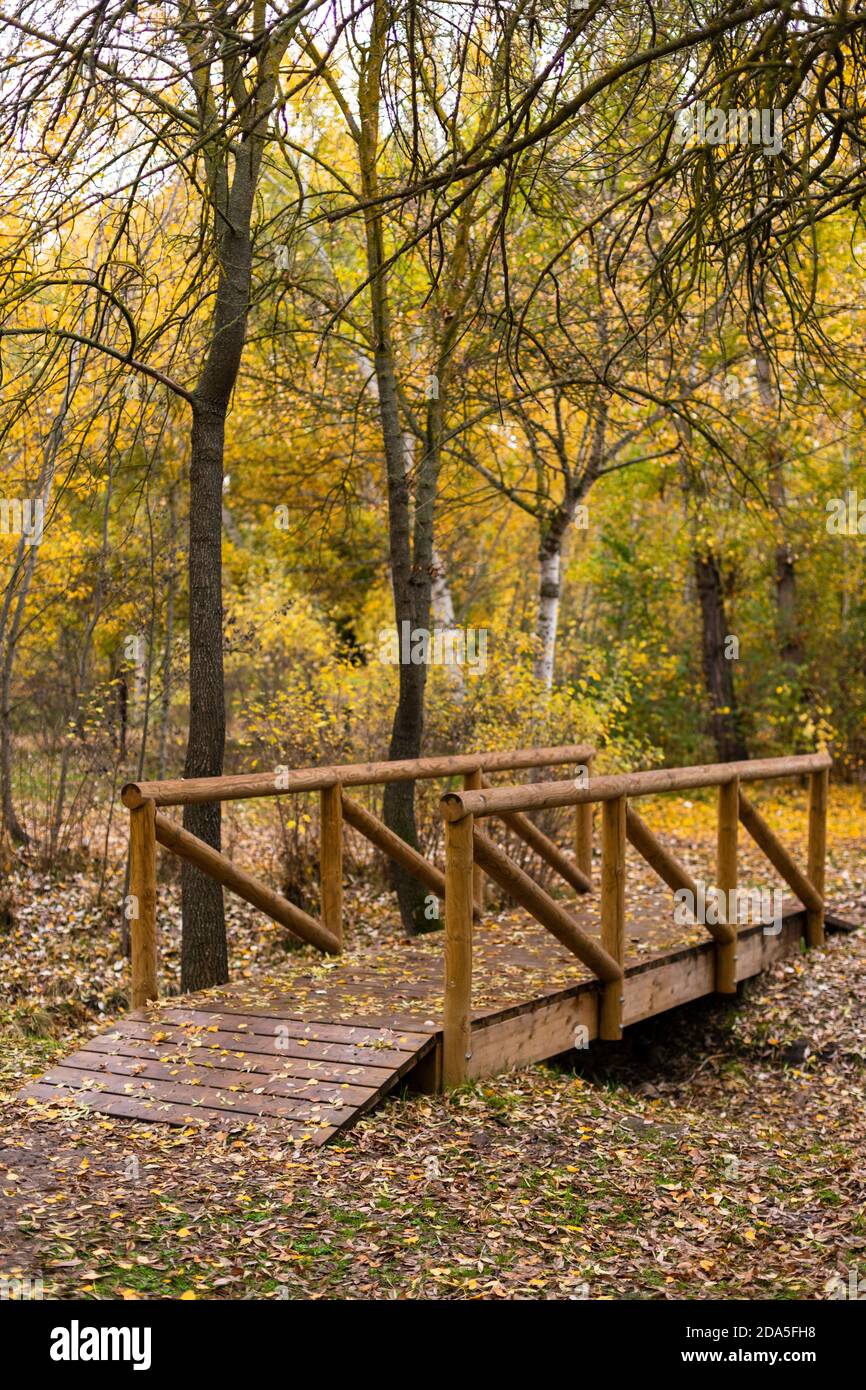 Nice autumn landscape with yellow and green trees and plants with a ...