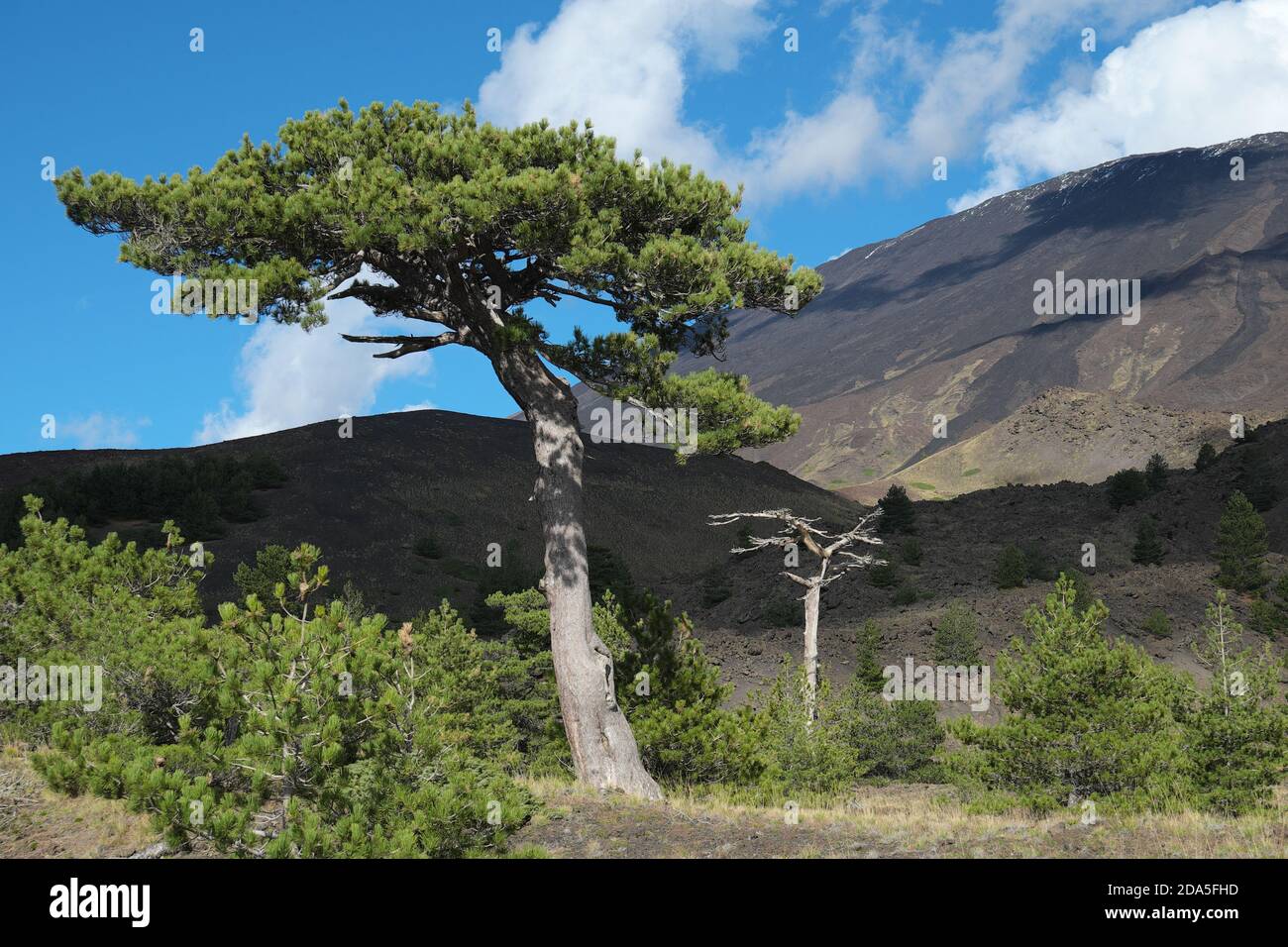 Big tree la pine hi-res stock photography and images - Alamy