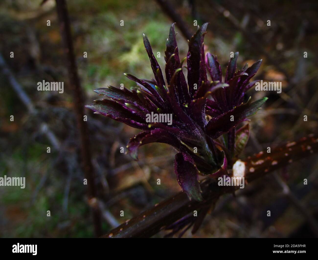 Is this a cursed flower Stock Photo - Alamy