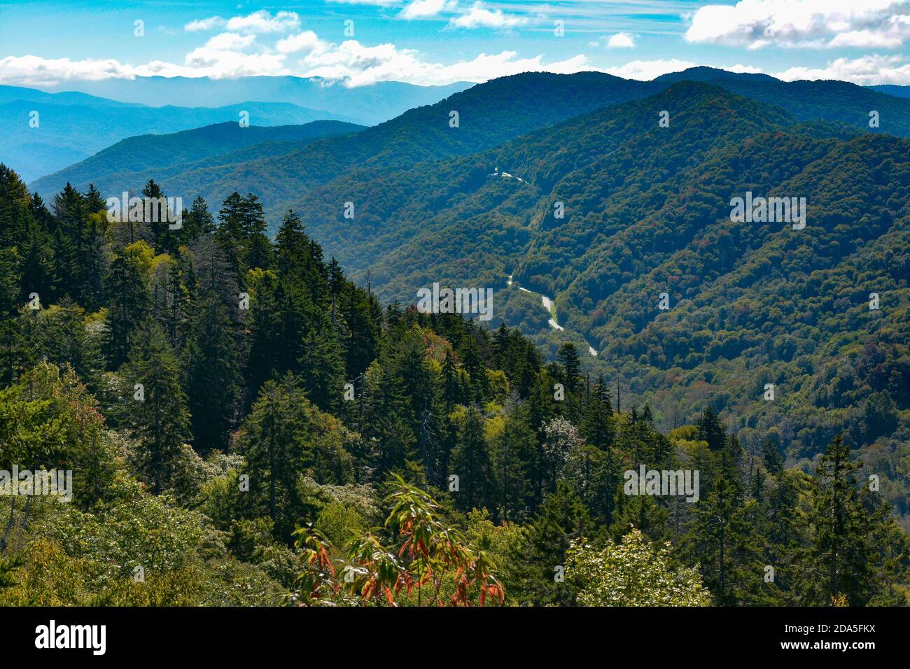 Oak tree frames Vista overlooking a dense forest ridge in early fall ...