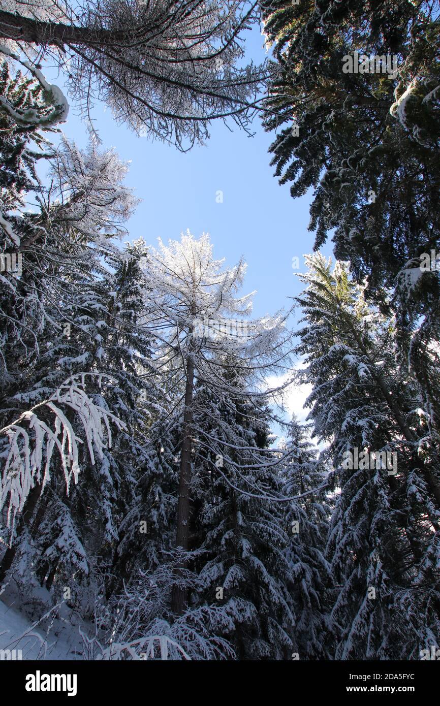 Winter in the Mountains. Beautiful alpine scenery from a forest walk in ...