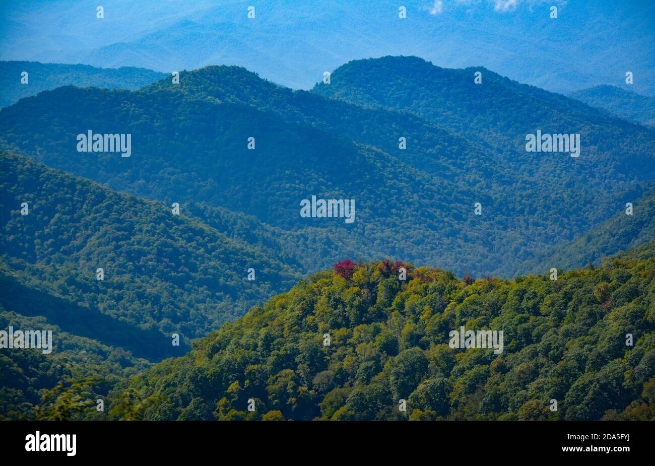 Oak tree frames Vista overlooking a dense forest ridge in early fall ...