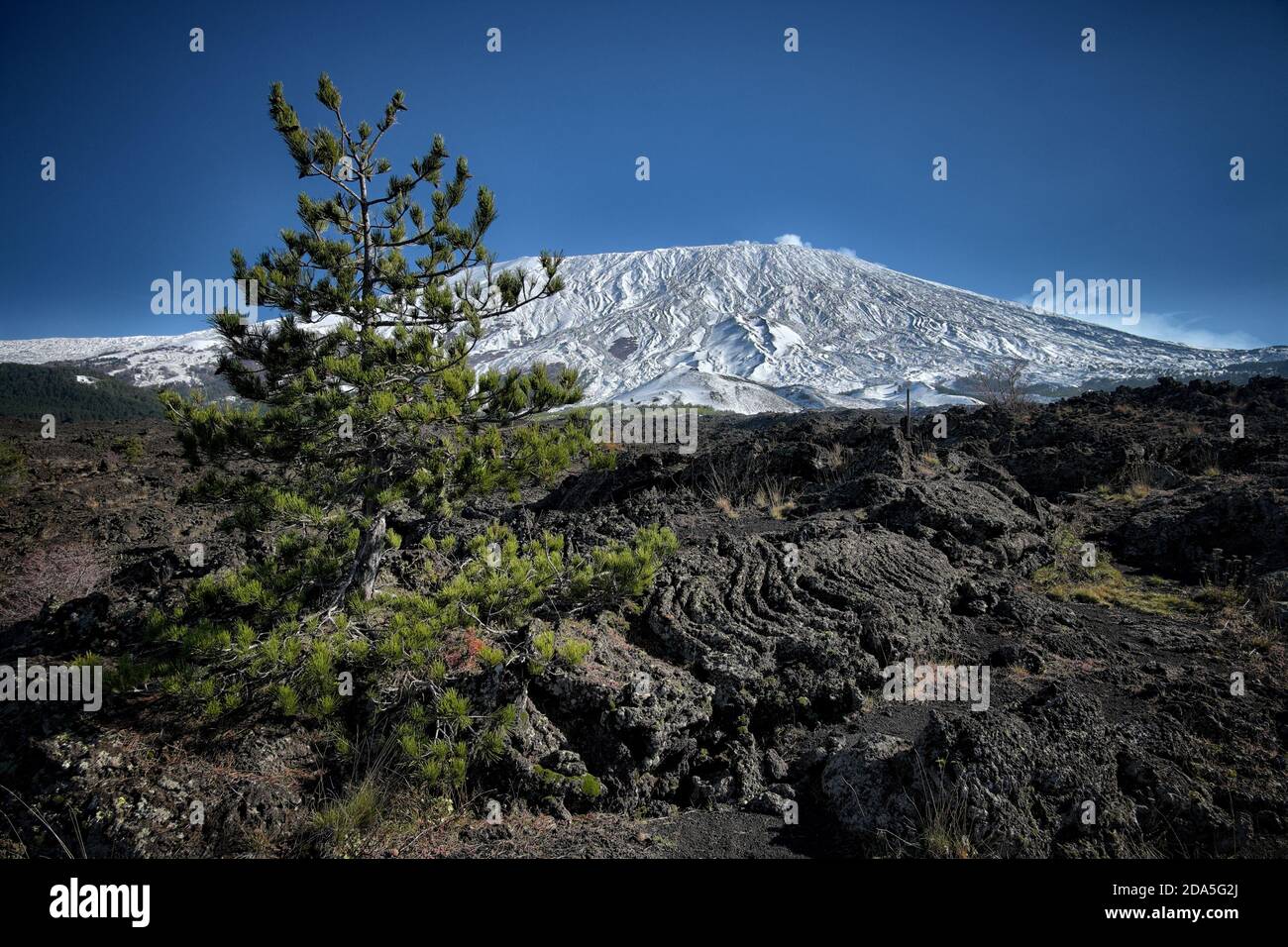 cooled lava flow ropy surface and pine tree, on background winter Etna ...