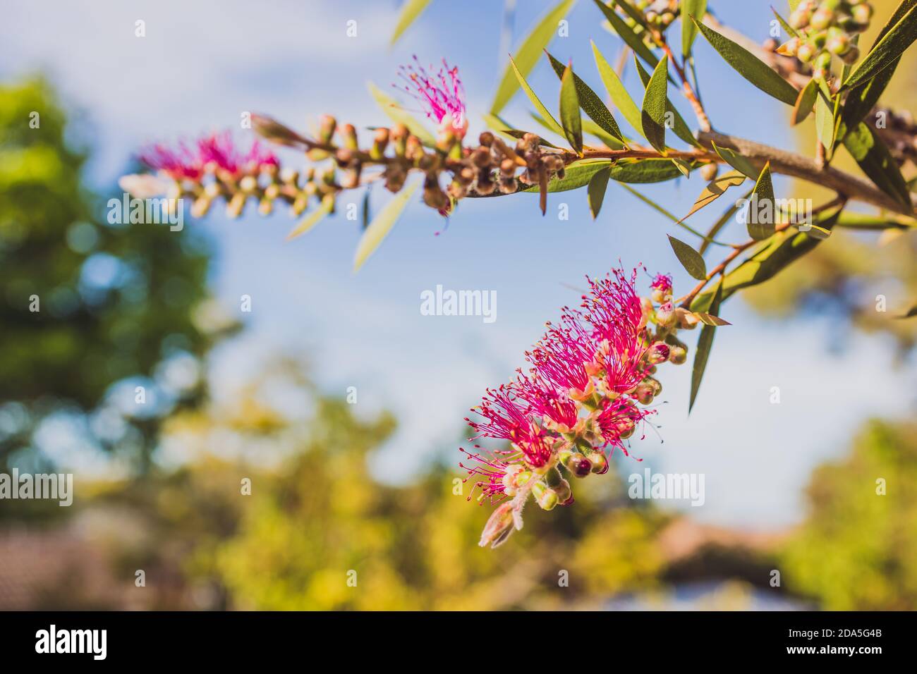 native Australian callistemon bottle brush plant with magenta pink ...