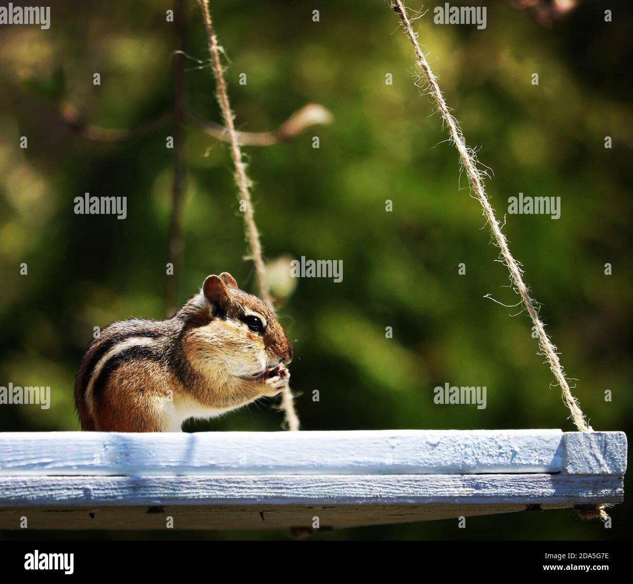 Chipmunk eating on a manger Stock Photo - Alamy