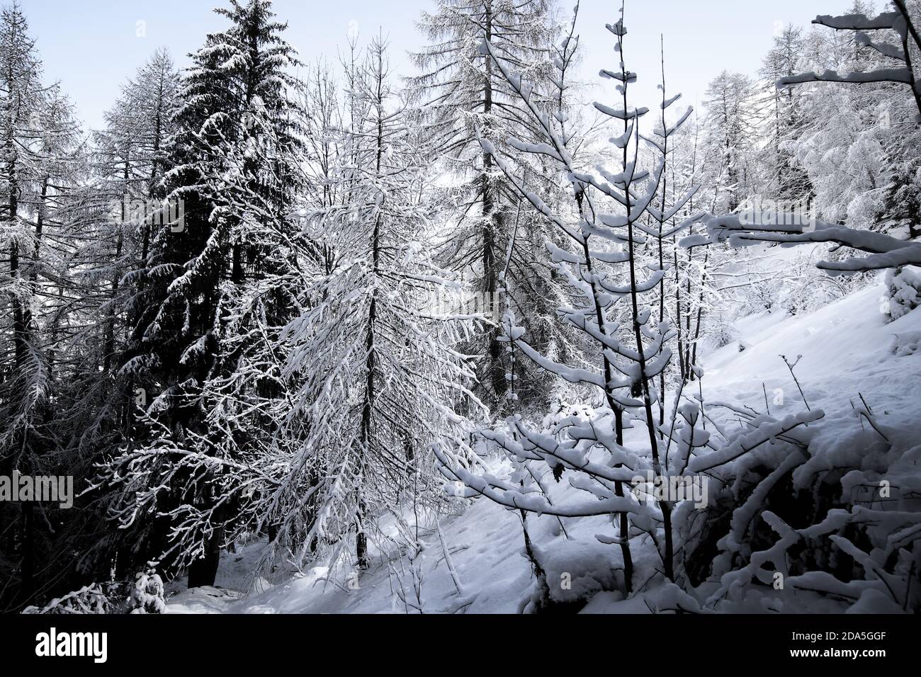 Winter in the Mountains. Beautiful alpine scenery from a forest walk in ...