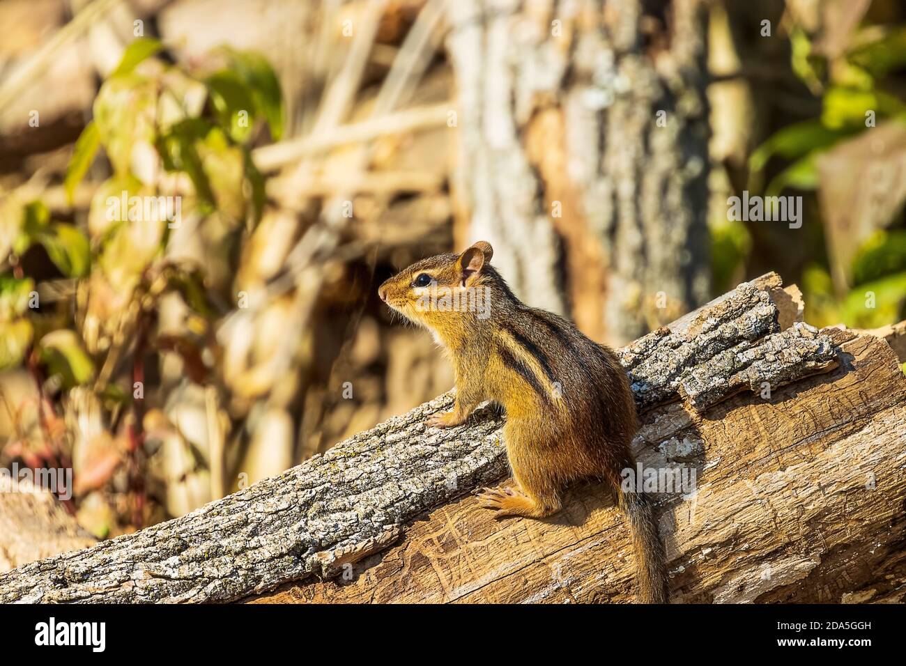 A cute eastern chipmunk foraging for food in the forest Stock Photo - Alamy