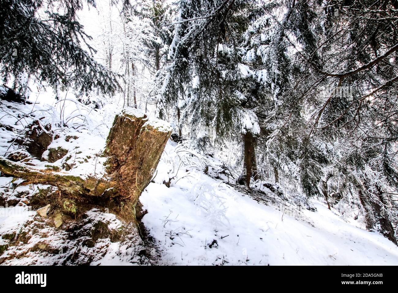 Winter in the Mountains. Beautiful alpine scenery from a forest walk in ...