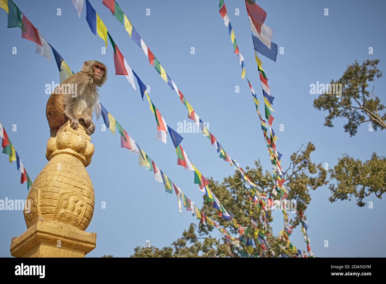 A monkey rests at the top of a column with flags in the background, in ...