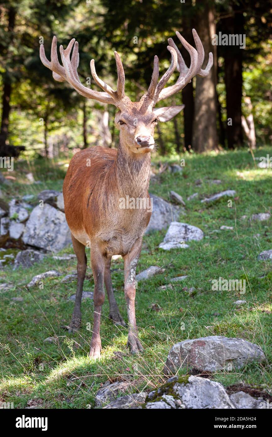Front-view of a stag Stock Photo - Alamy