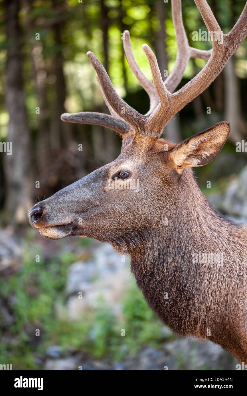 Side-view of a stag Stock Photo - Alamy