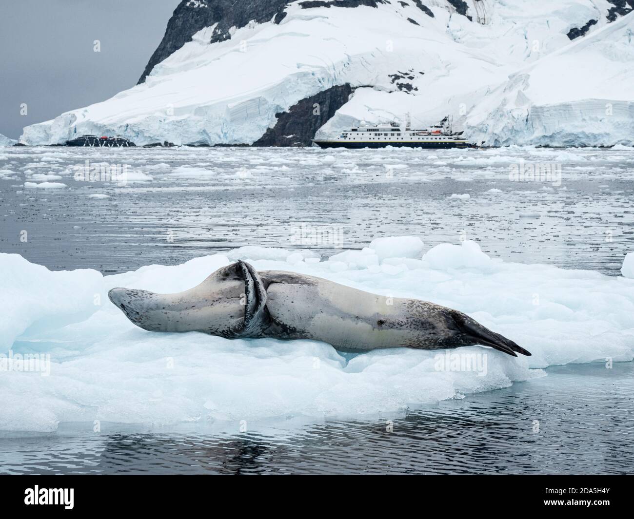 Male leopard seal hi-res stock photography and images - Alamy