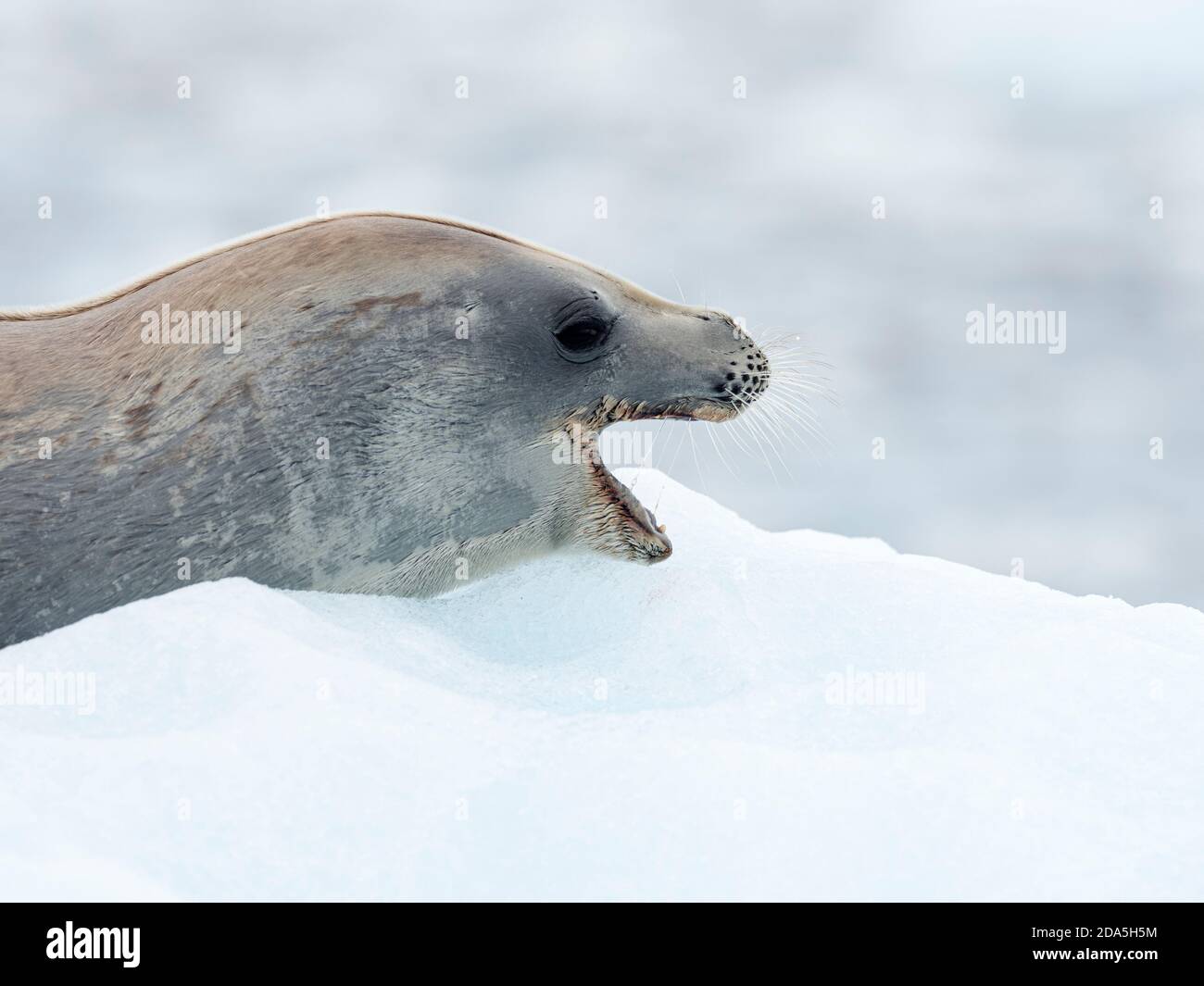 Adult crabeater seal, Lobodon carcinophaga, Girard Bay, Antarctica ...