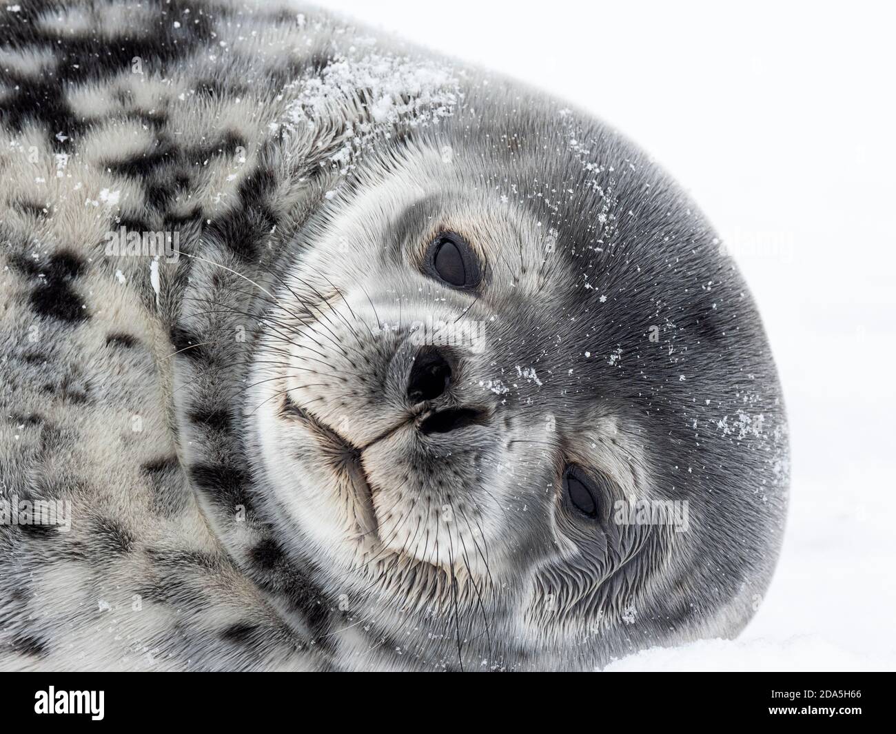 Weddell seal camera hi-res stock photography and images - Alamy