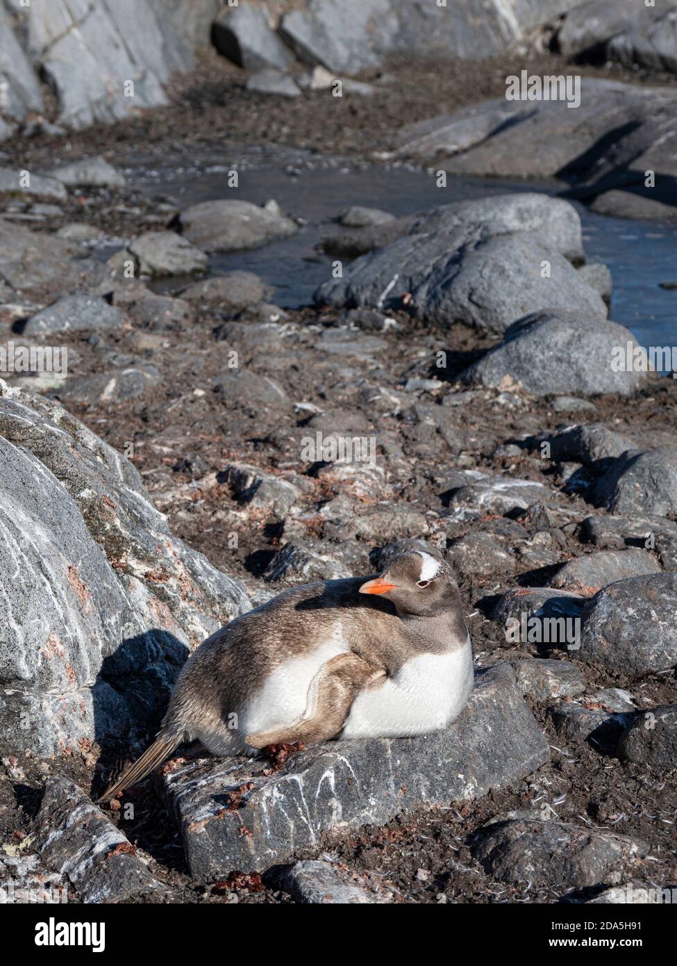 A leucistic gentoo penguin, Pygoscelis papua, showing lack of melanin ...