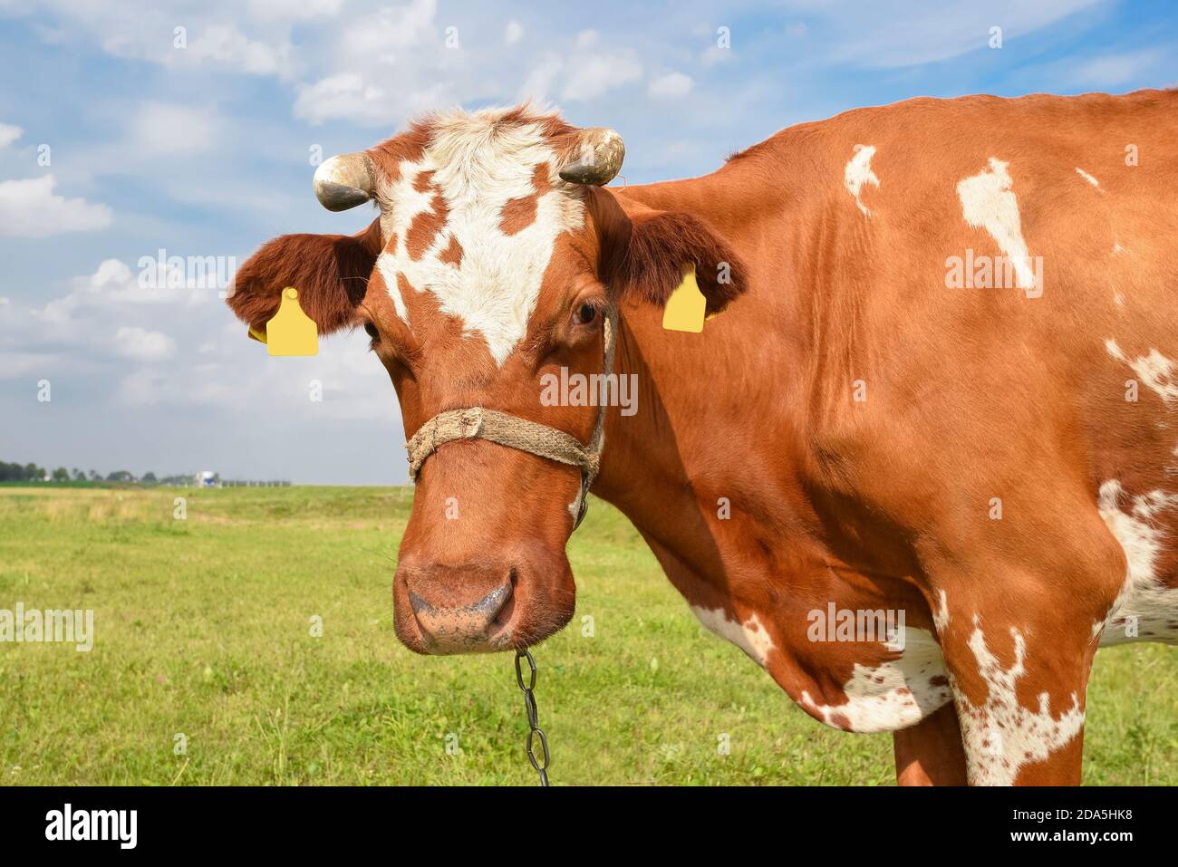 Red spotted cow grazing on the field with green grass. Farm animals ...