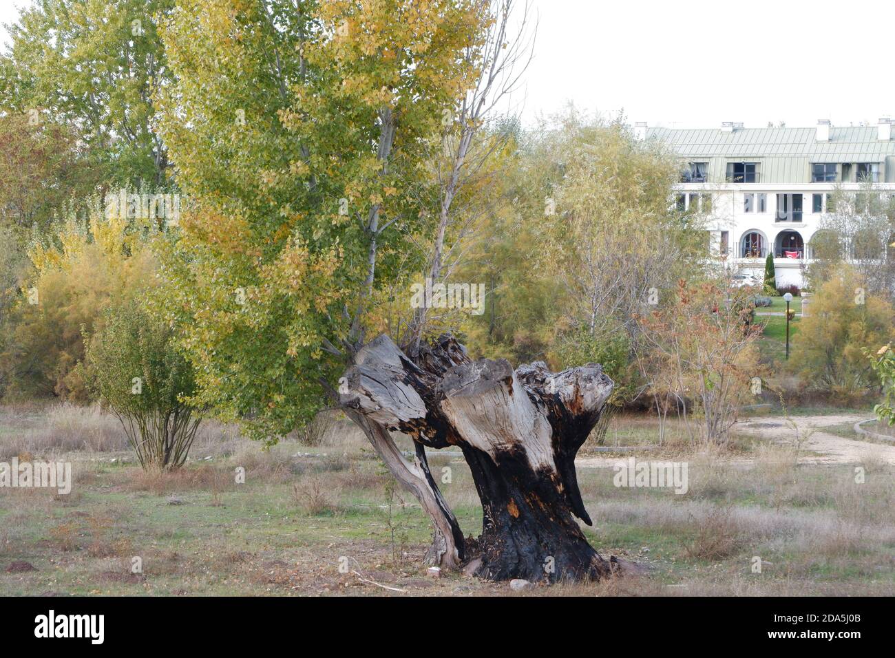 Tree that survived after being burned Stock Photo - Alamy