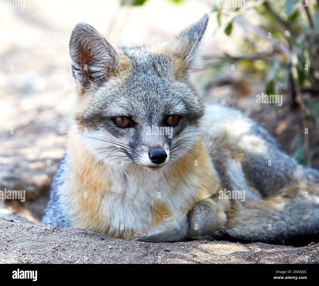 Close up of a Grey Fox laying on the ground curled up in a hole with ...