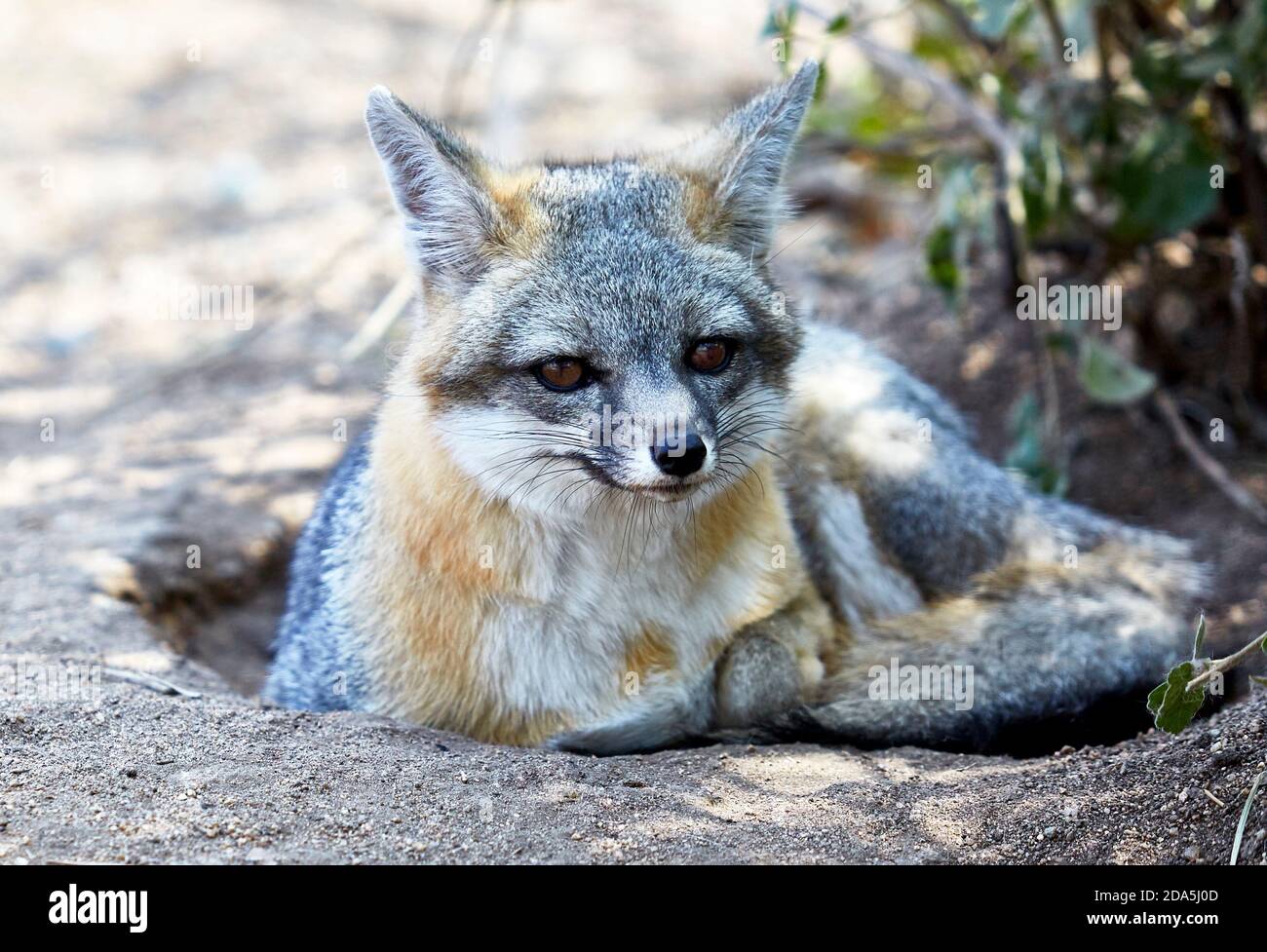 Curled wiskers hi-res stock photography and images - Alamy