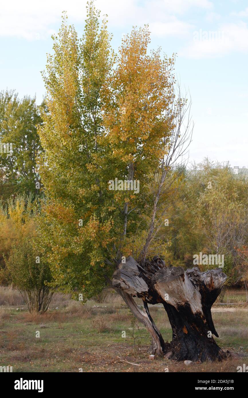 Tree that survived after being burned Stock Photo - Alamy