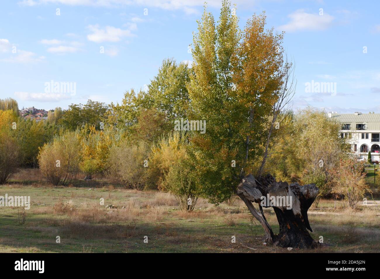 Tree that survived after being burned Stock Photo - Alamy