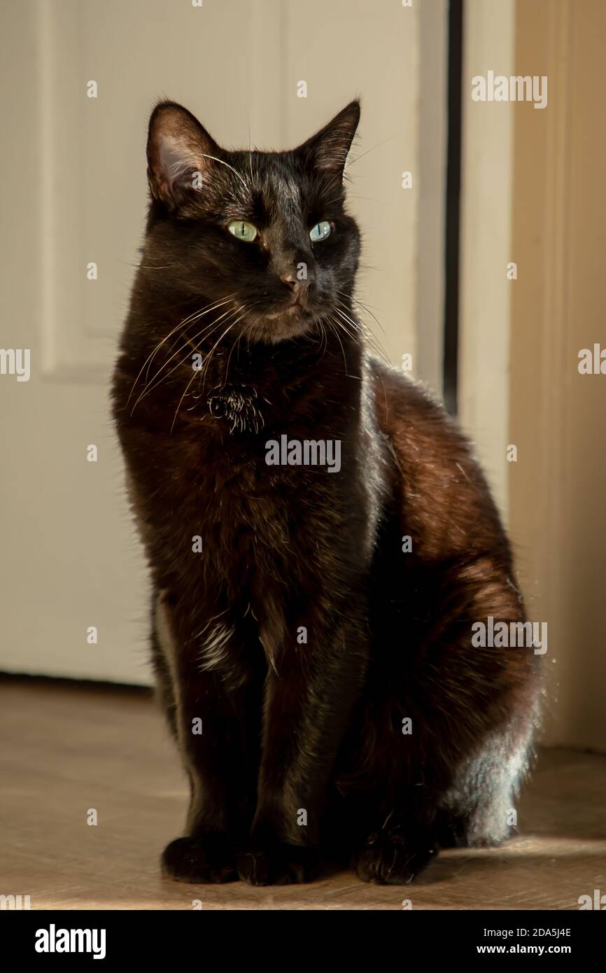 Black male cat hi-res stock photography and images - Alamy