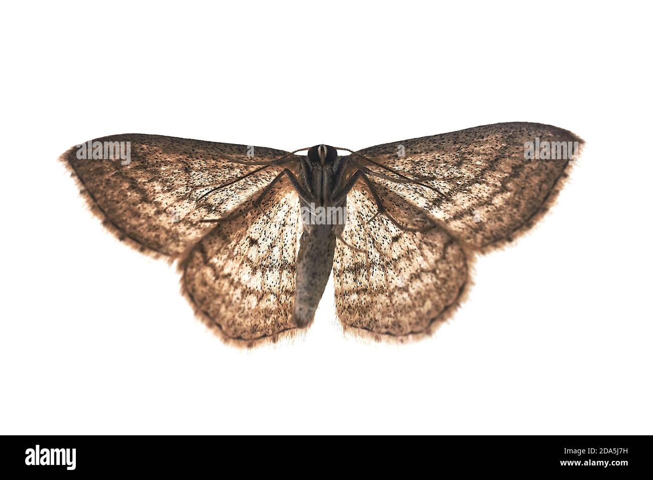 Moth with white background Stock Photo - Alamy