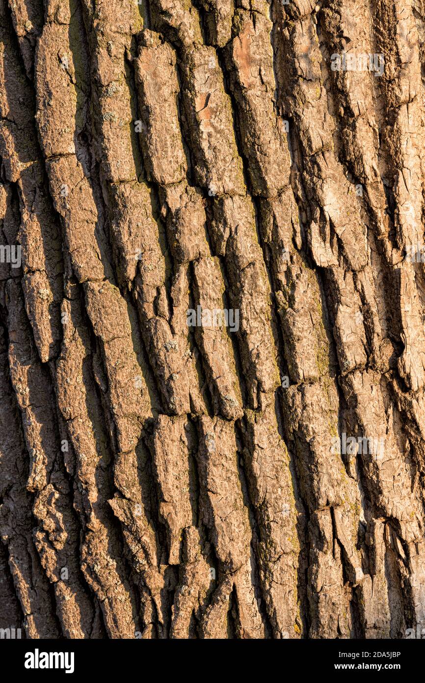 Closeup of tree bark forms abstract pattern of lines from the shadows ...