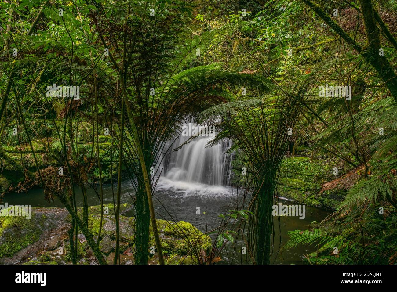 Beautiful remote Catlins waterfall deep in thick lush green native rain ...