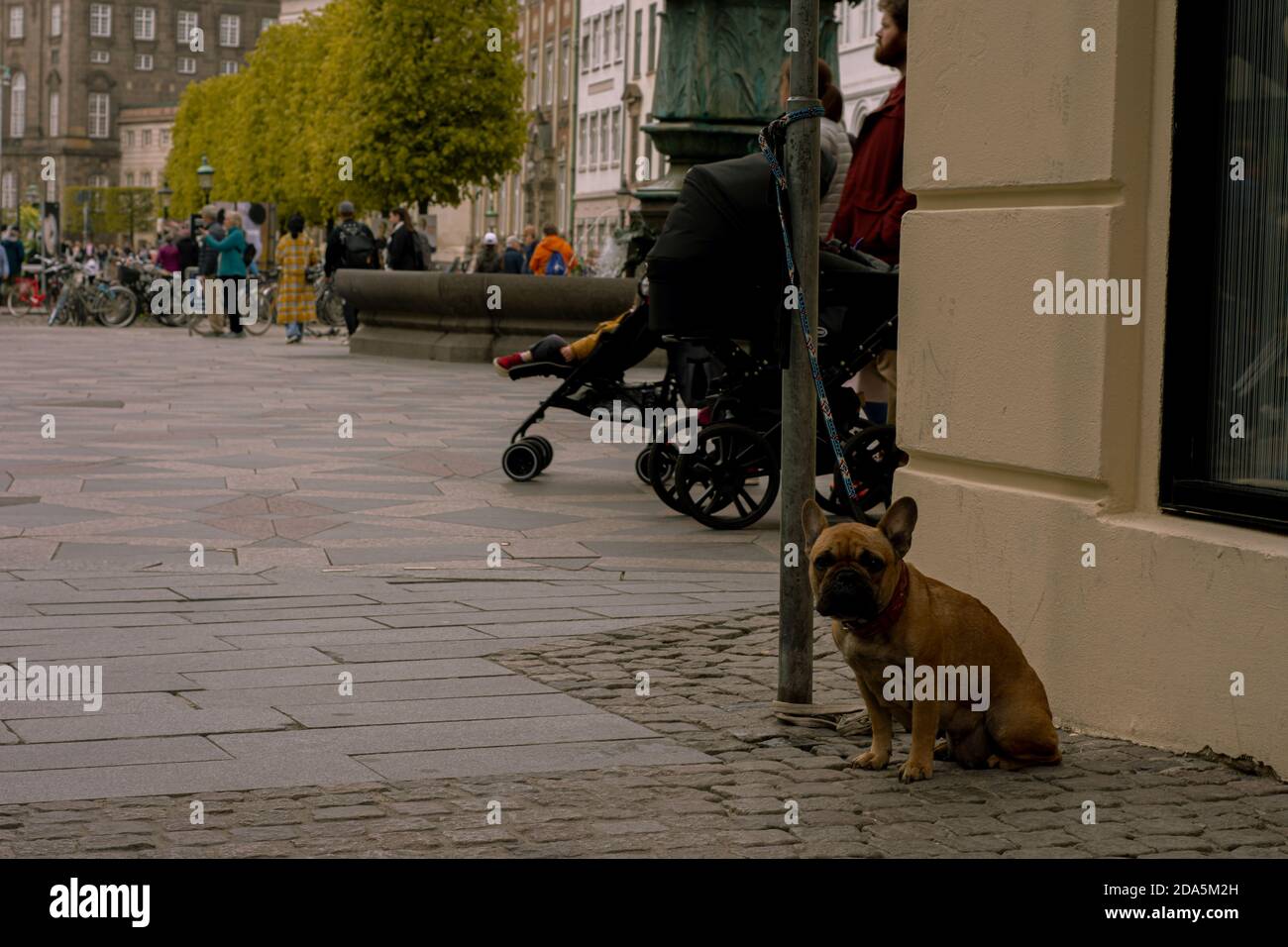 LIFE STYLE, STREET SCENE OF DOG WAITING. FROM COPENHAGUE, DENMARK ...