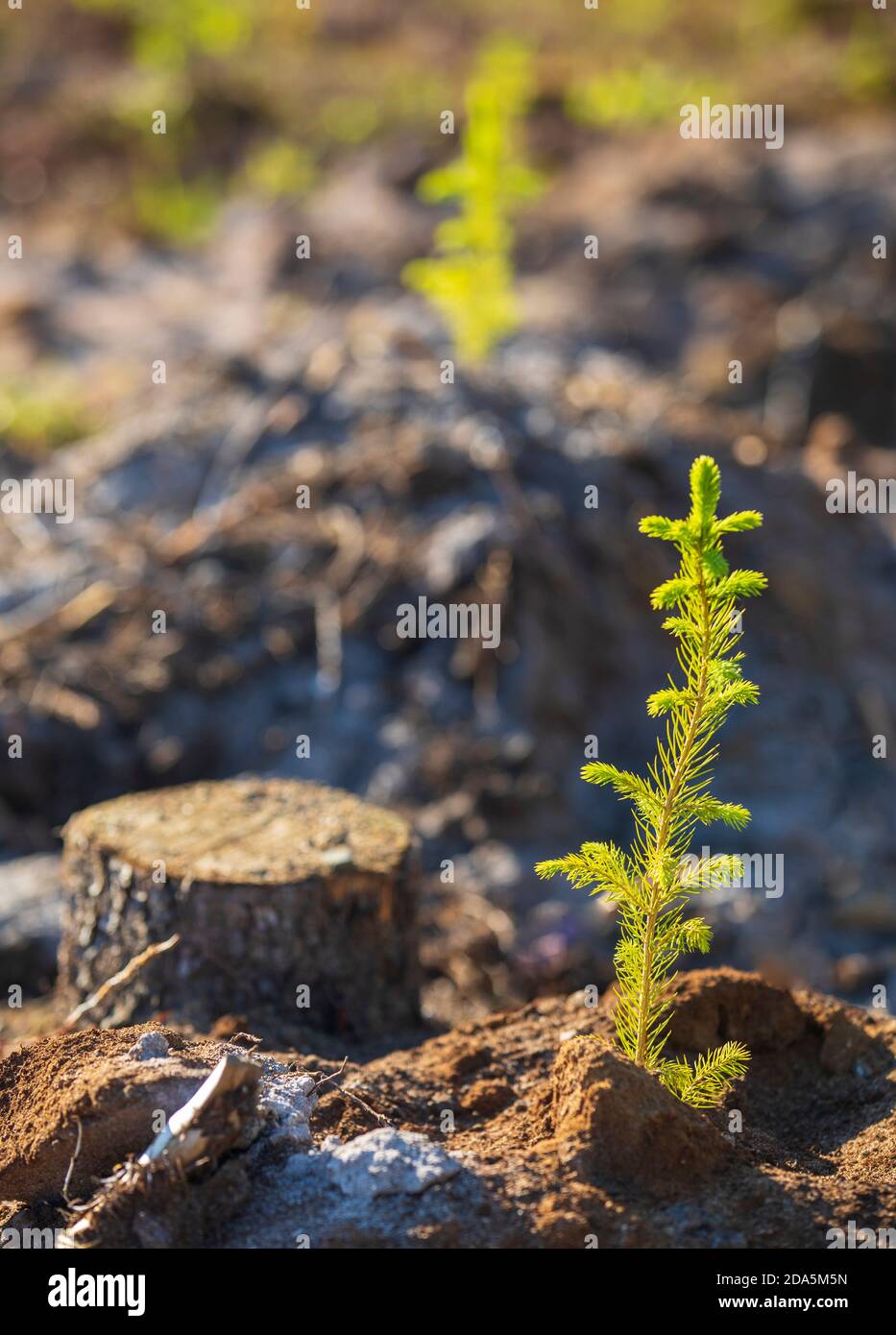 New planted tree isolated hi-res stock photography and images - Alamy