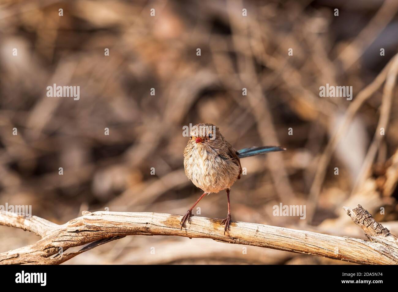 A wet female Splendid Fairywren (Malurus splendens) enjoying a bath ...