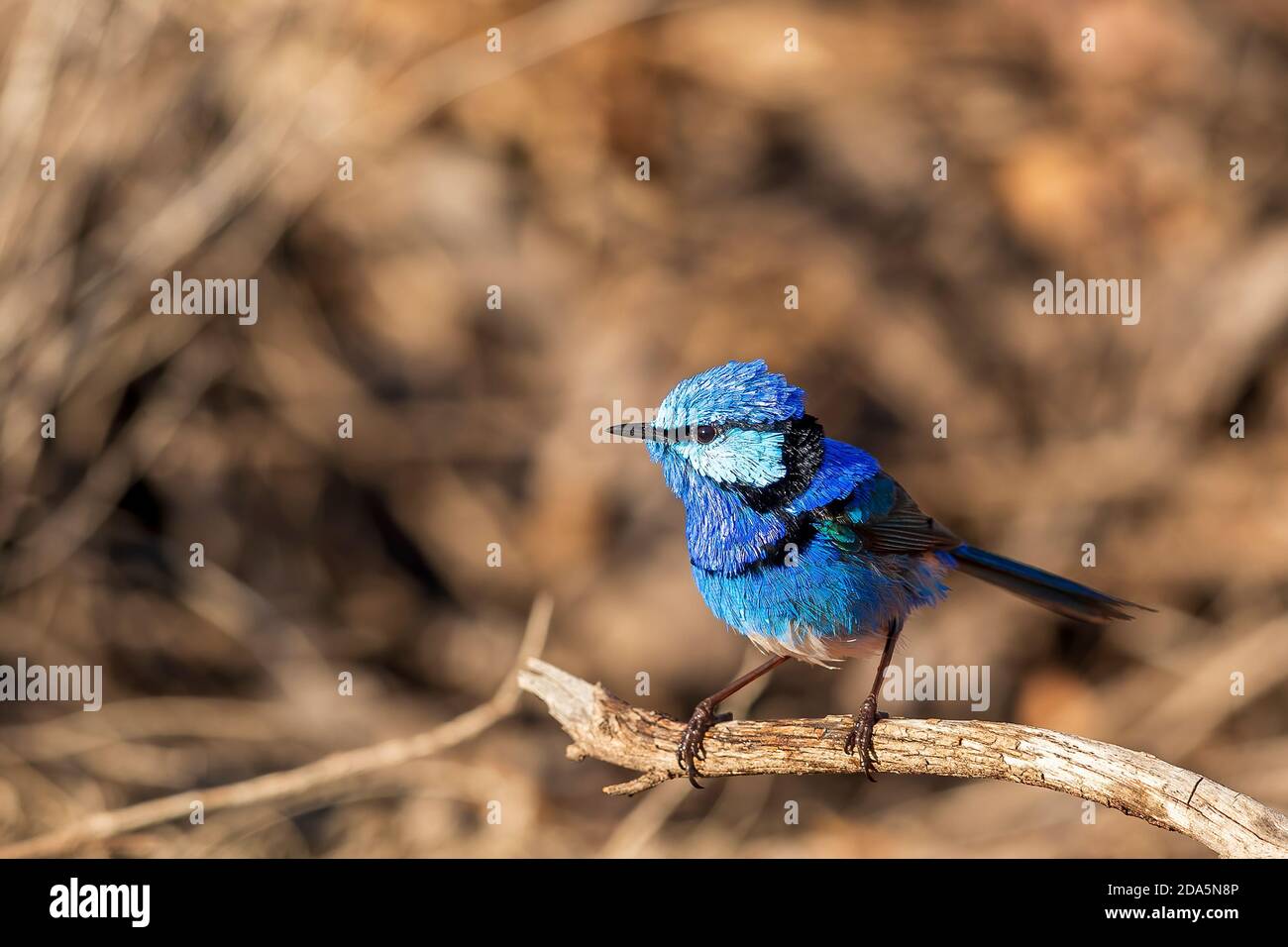 A male Splendid Fairywren (Malurus splendens) in his colourful breeding ...