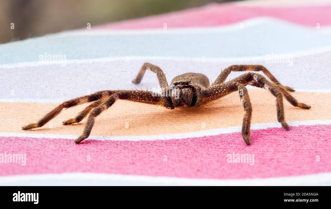 A large brown arachnid commonly known as a Huntsman Spider with a ...
