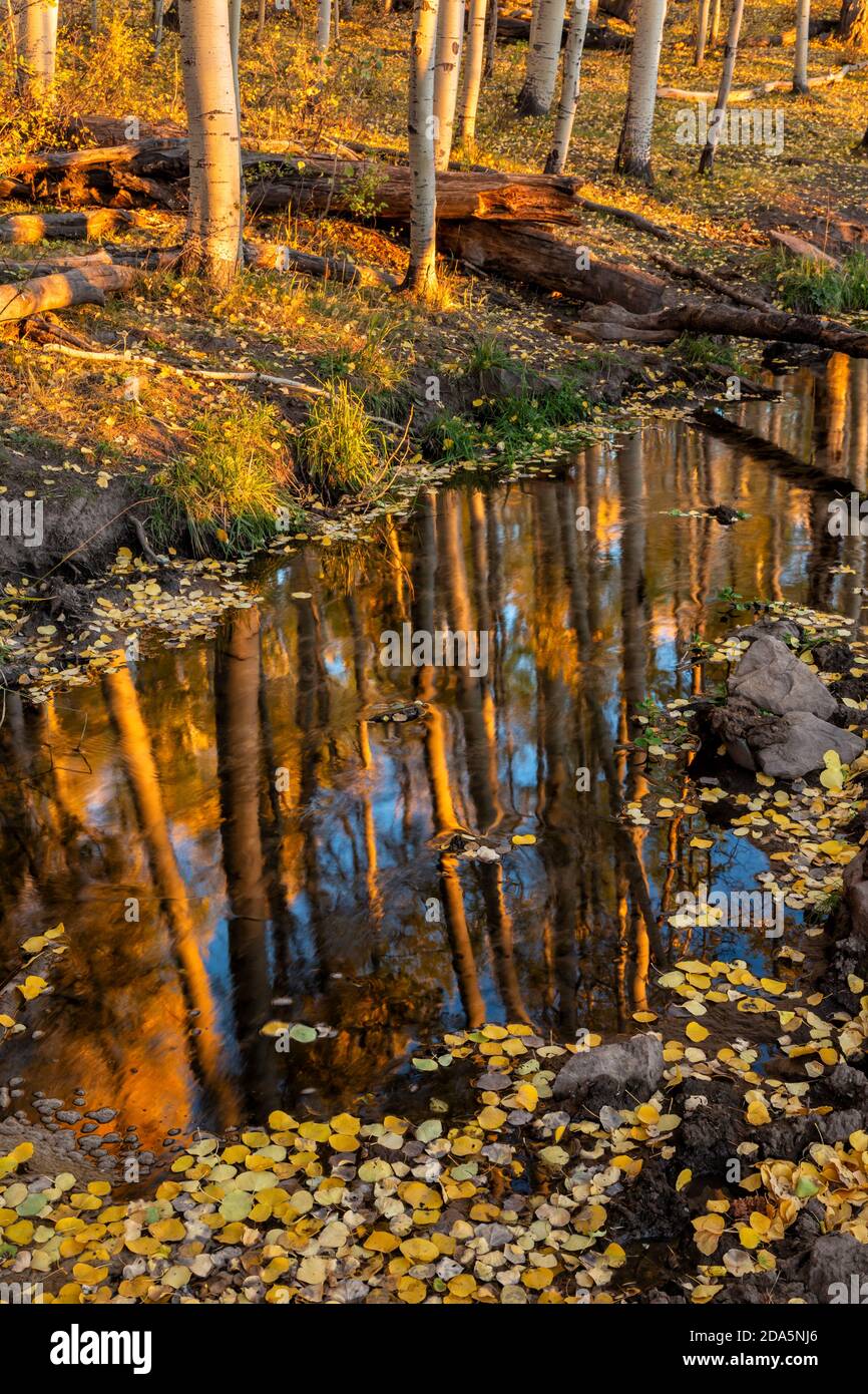 Aspen trees are reflectred in a pool of water near Warner Lake in the ...