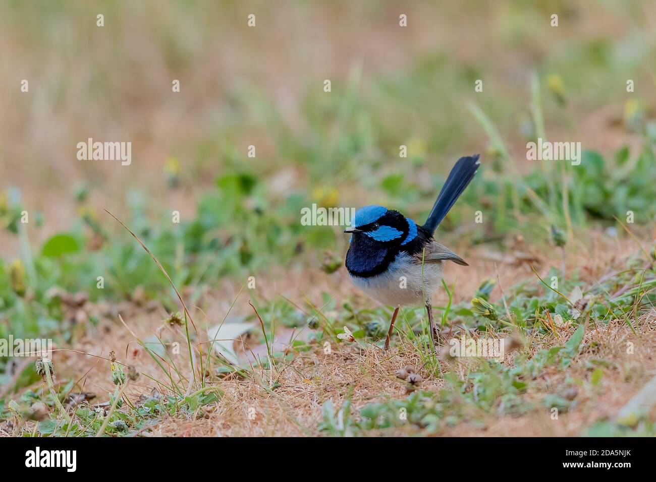 An adult male Superb Fairywren (Malurus cyaneus) in its rich blue and ...