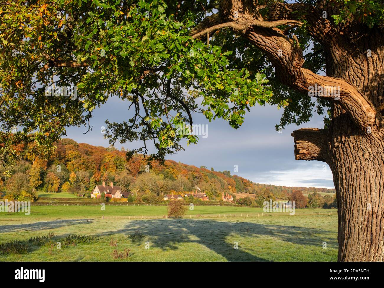 Oak Tree Shadow Wallpaper Tree Shadow Early Morning Hi Res Stock