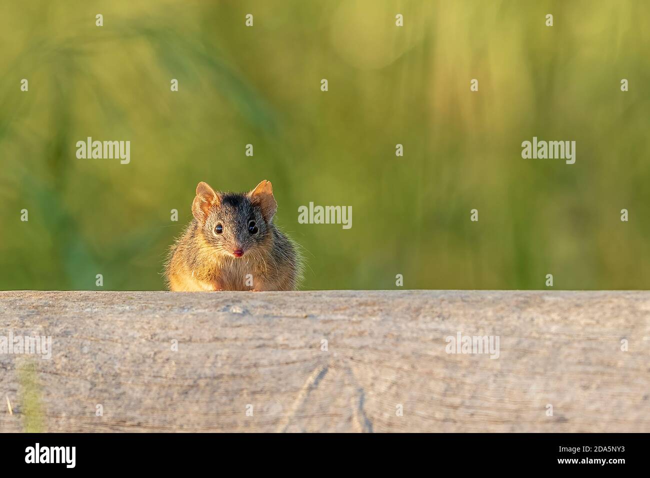 An Australian native marsupial known as a Yellow-footed Antechinus ...