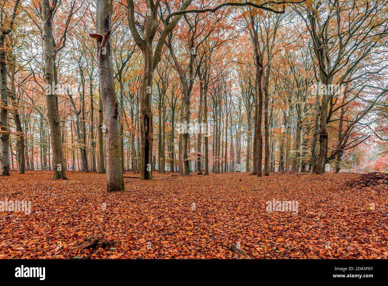 Beautiful shot of an orange autumn forest landscape Stock Photo - Alamy