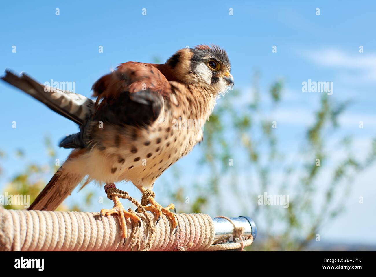 Low angle shot of a fluffy American kestrel bird perched on a branch ...
