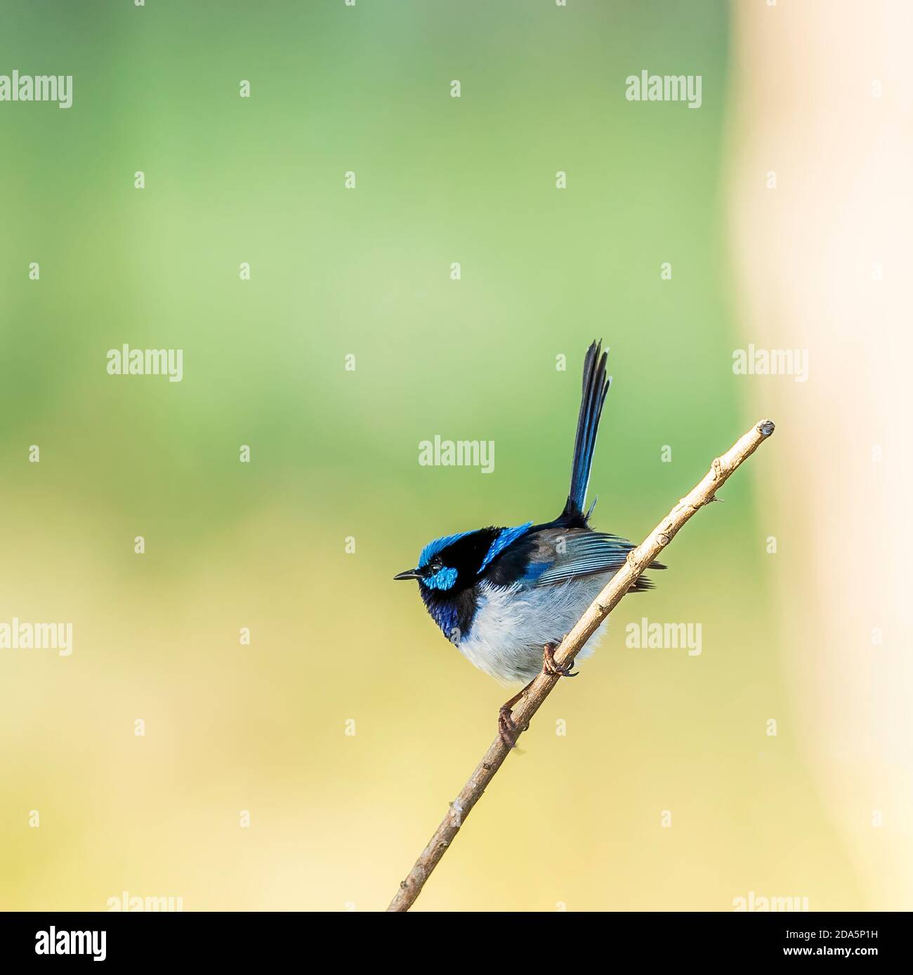 An adult male Superb Fairywren (Malurus cyaneus) in its rich blue and ...