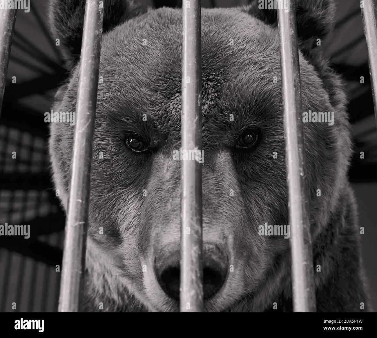 Grayscale closeup shot of an angry bear behind a cage Stock Photo - Alamy
