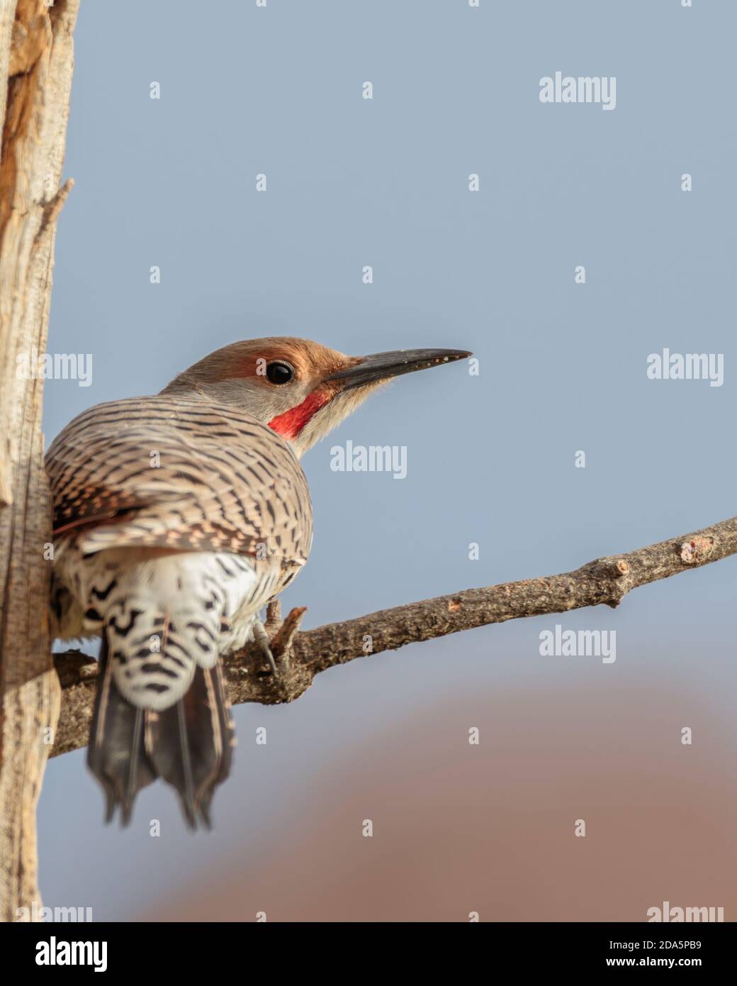 Northern flicker wing feathers hi-res stock photography and images - Alamy