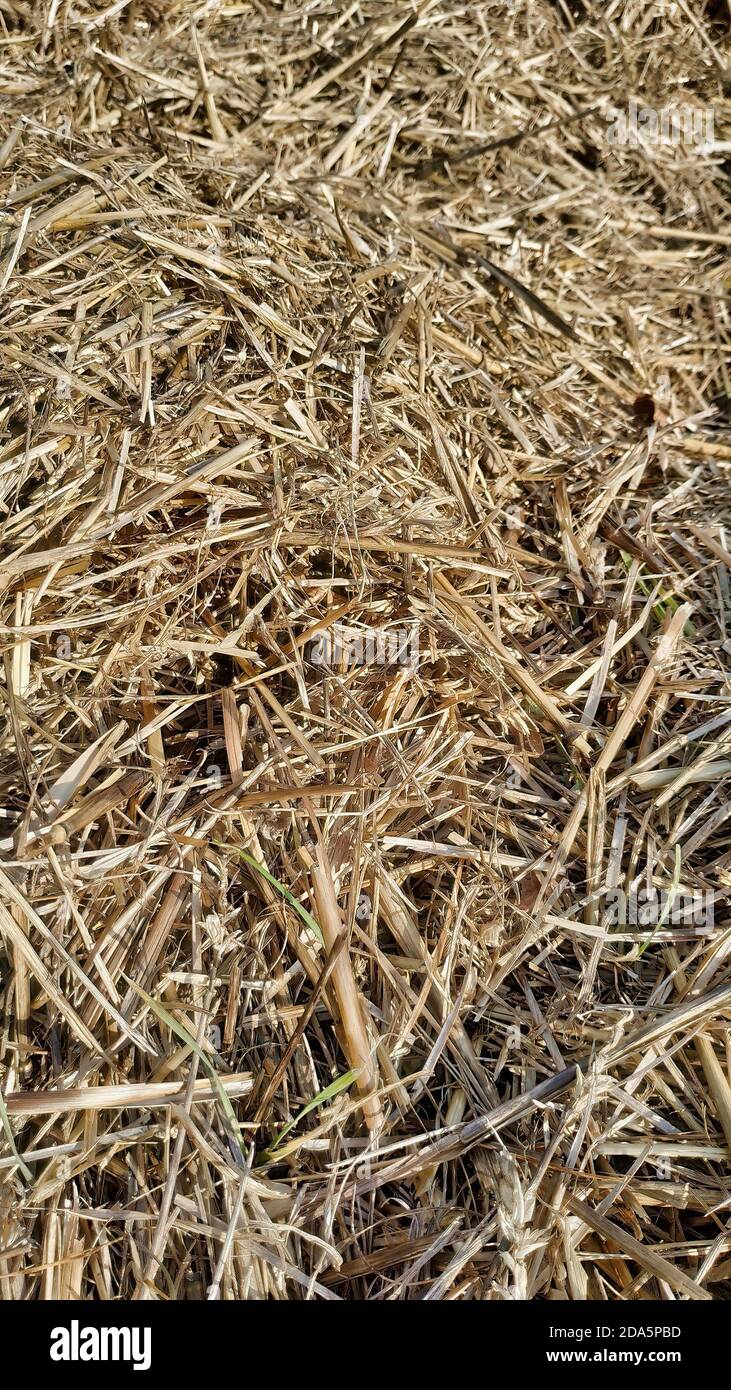 Vertical shot of dried grass as a background Stock Photo - Alamy