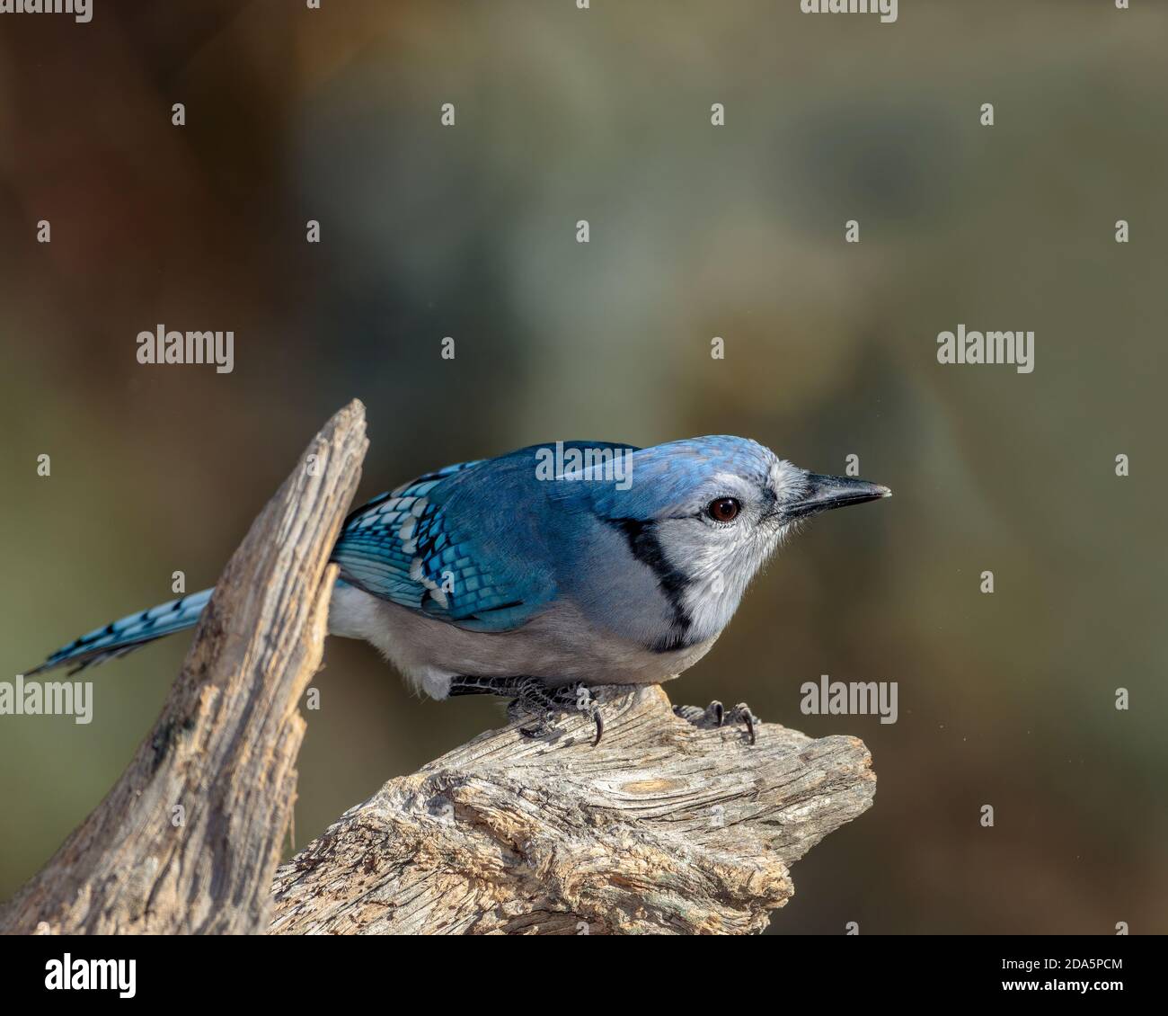 A blue jay sits atop a weathered stump in Cheyenne, Wyoming Stock Photo ...
