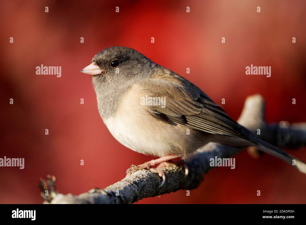 Female dark-eyed Junco (Junco hyemalis) perched on branch, autumn ...
