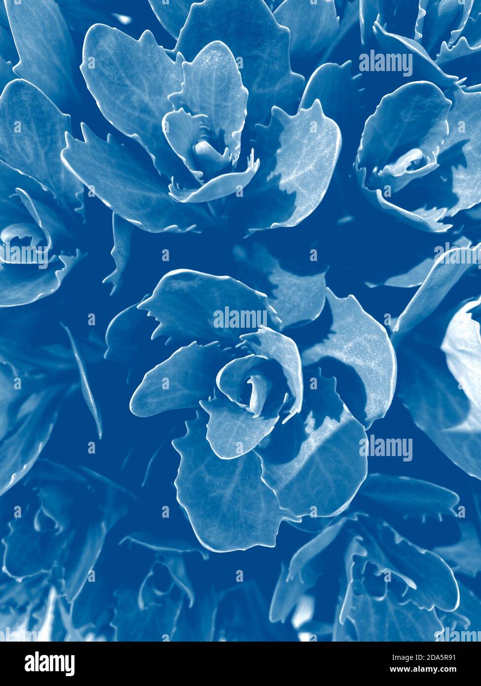 Rosetta stonecrop, or Sedum rosetta. Close-up photo of its green leaves ...