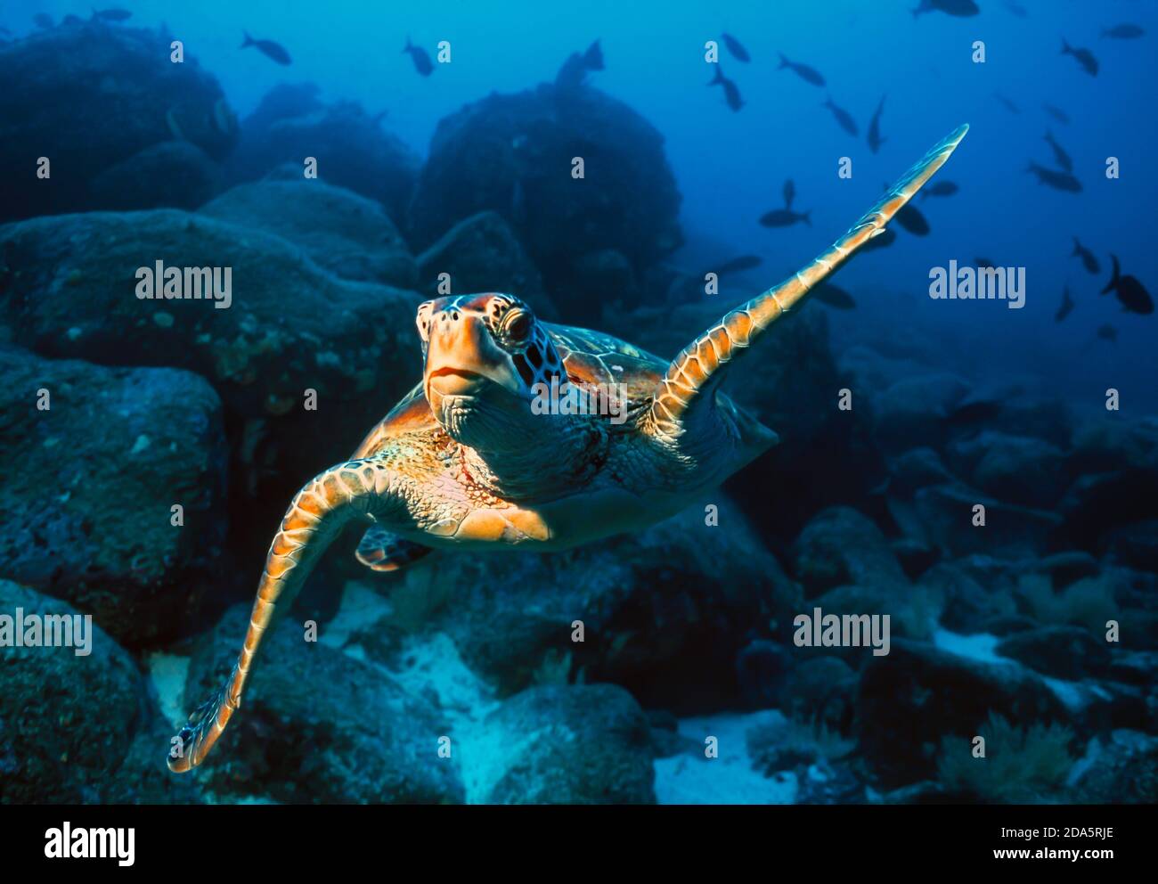 Isla de wolf hi-res stock photography and images - Alamy