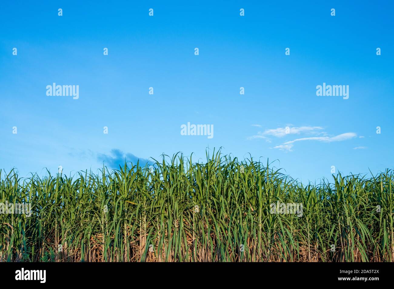 Green cane hi-res stock photography and images - Alamy